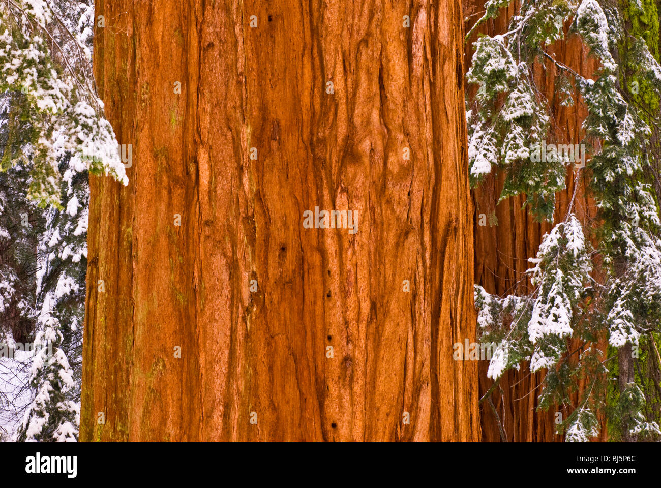 Giant Sequoias (Sequoiadendron giganteum) in winter, Giant Forest, Sequoia National Park ...