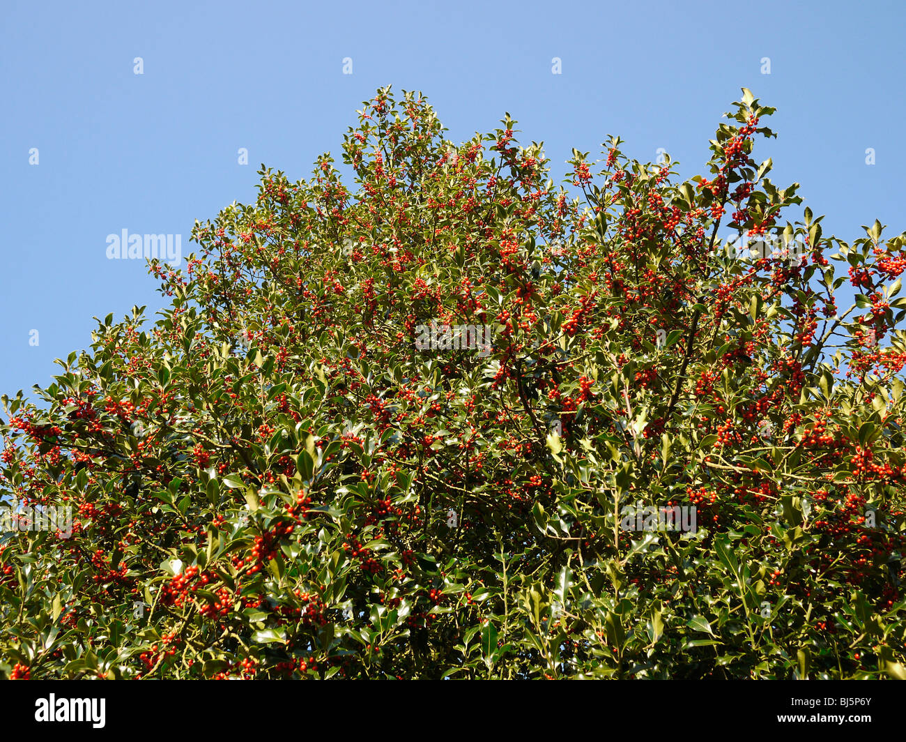holly tree with berries Stock Photo - Alamy