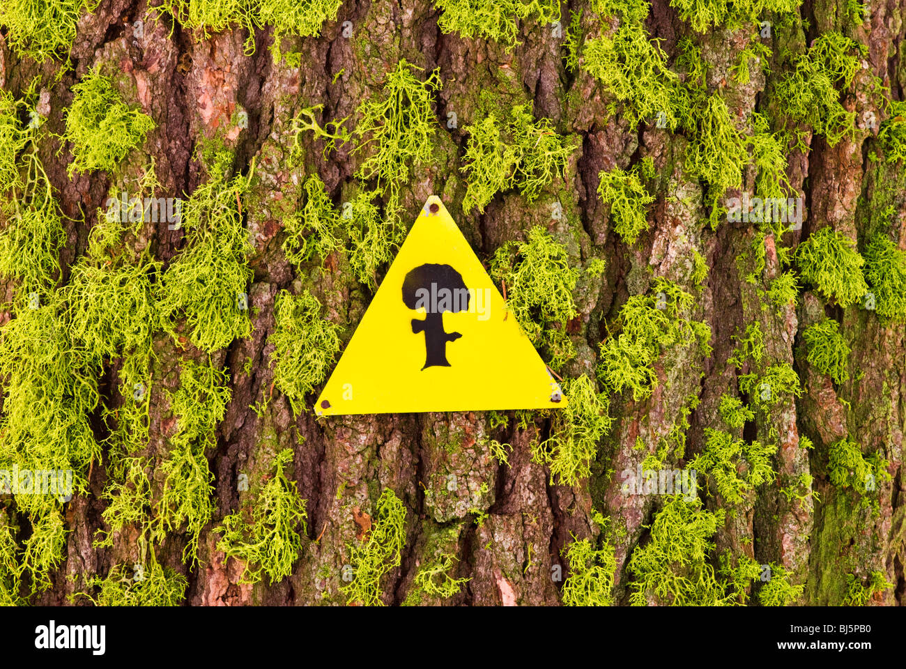 Marker tree hi-res stock photography and images - Alamy