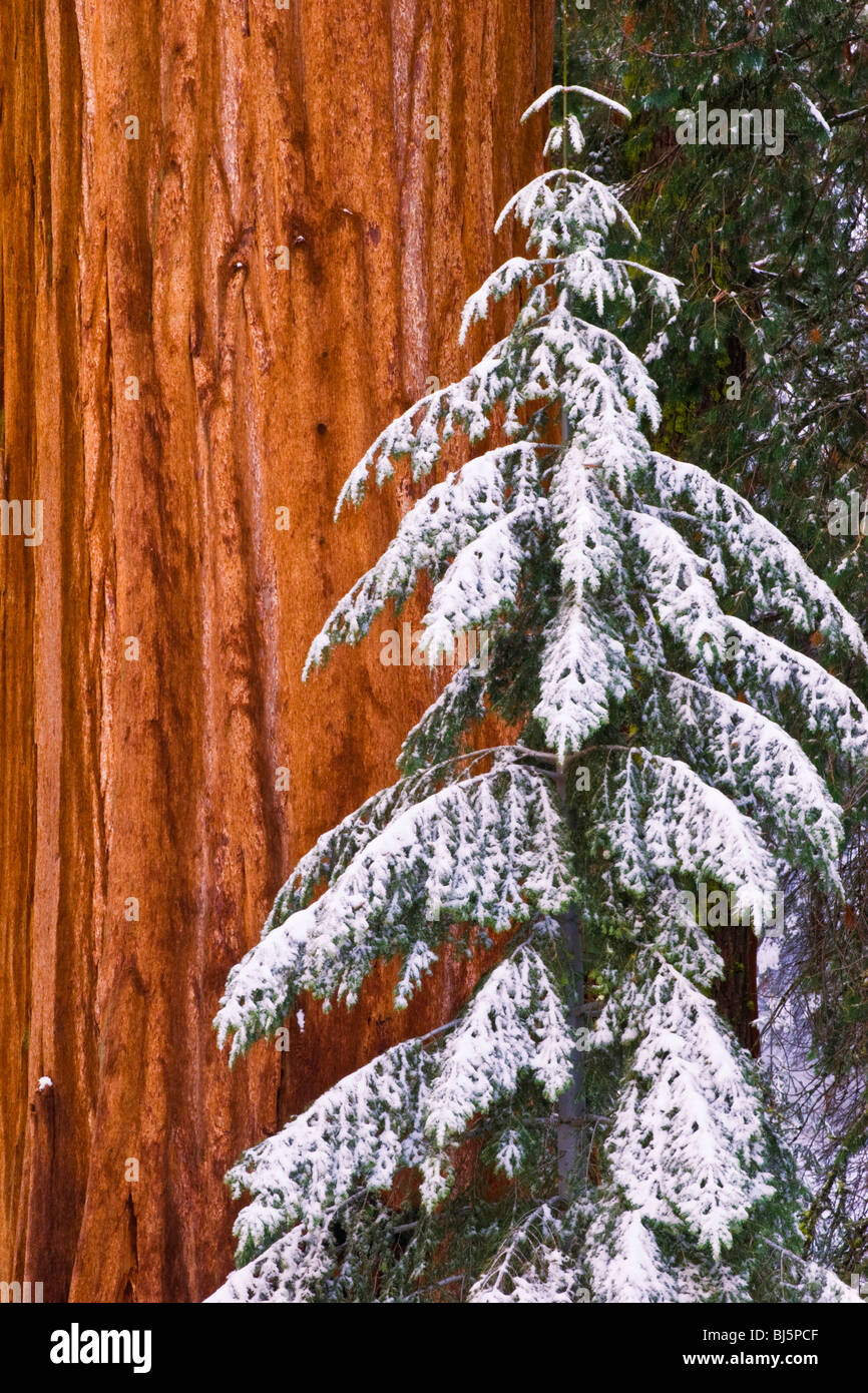Giant Sequoia (Sequoiadendron giganteum) in winter, Giant Forest ...