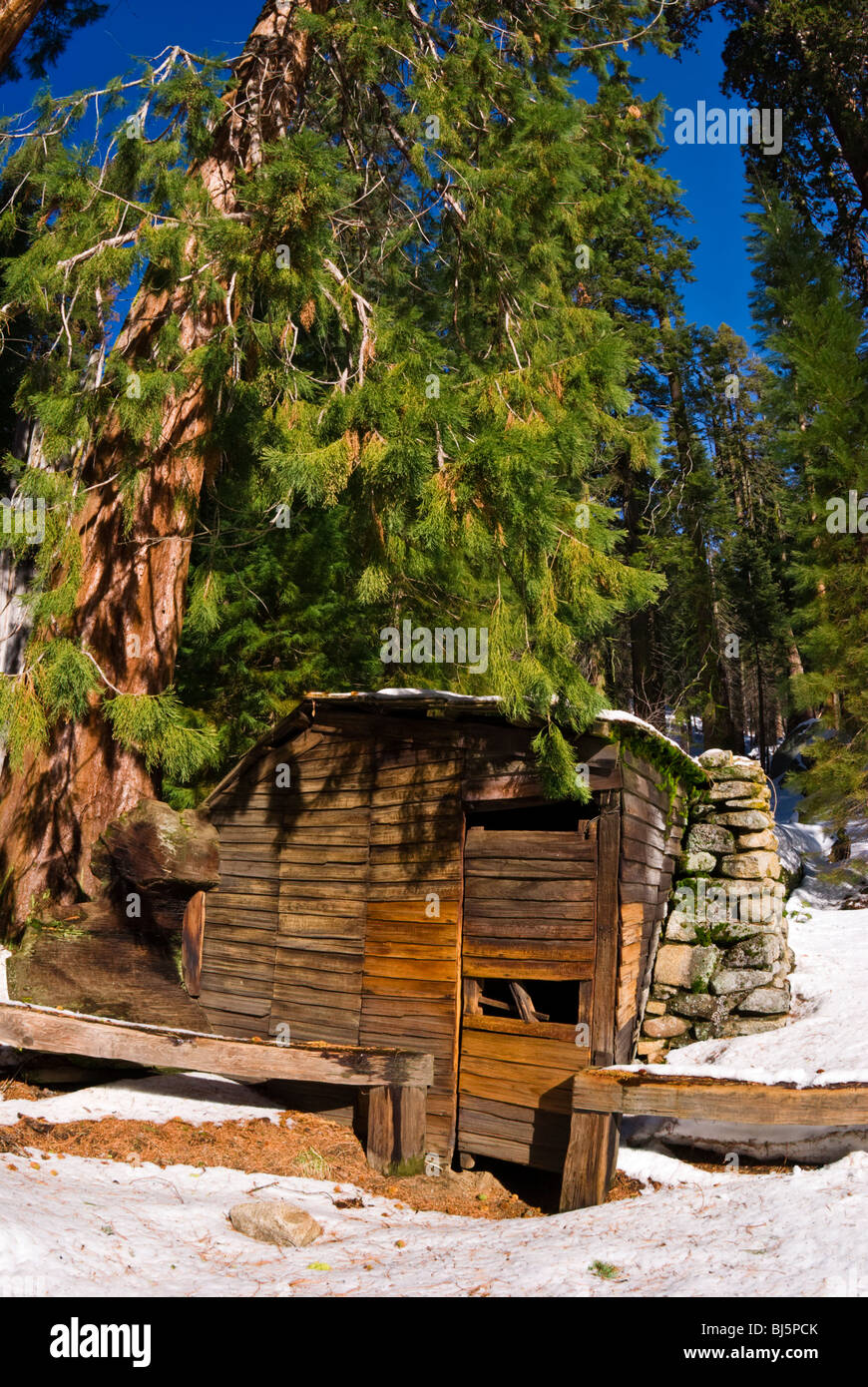 Tharp's Log in winter, Giant Forest, Sequoia National Park, California ...