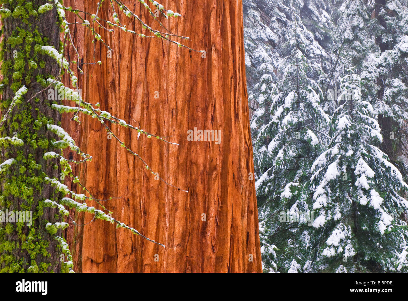 Giant Sequoia (Sequoiadendron giganteum) in winter, Giant Forest ...