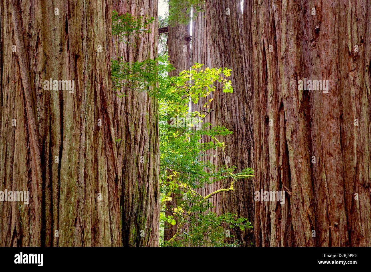 California State Tree Leaf