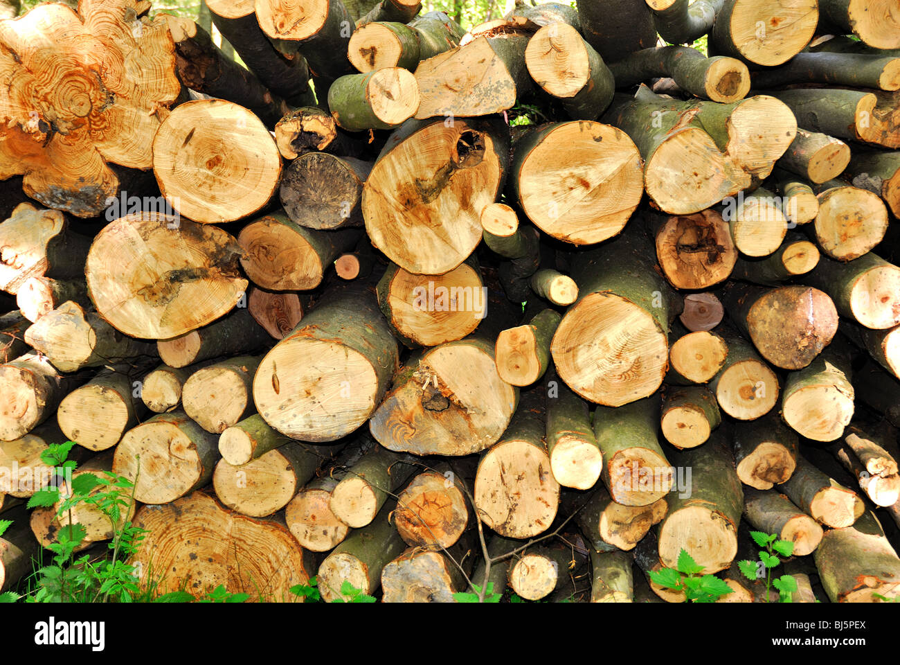 How to cut logs hi-res stock photography and images - Alamy