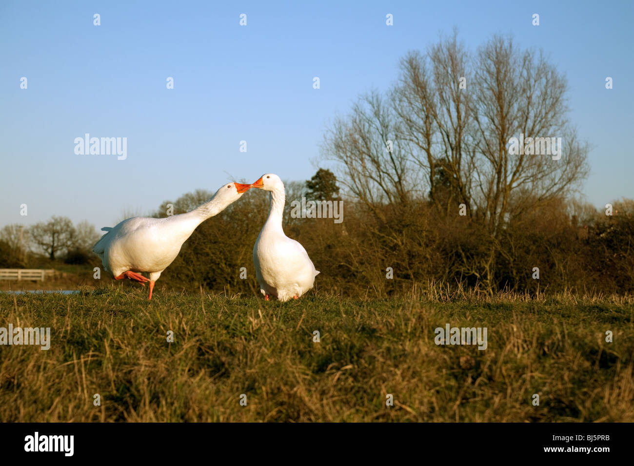 A pair of geese "kissing", the Fens, Cambridgeshire, UK Stock Photo - Alamy