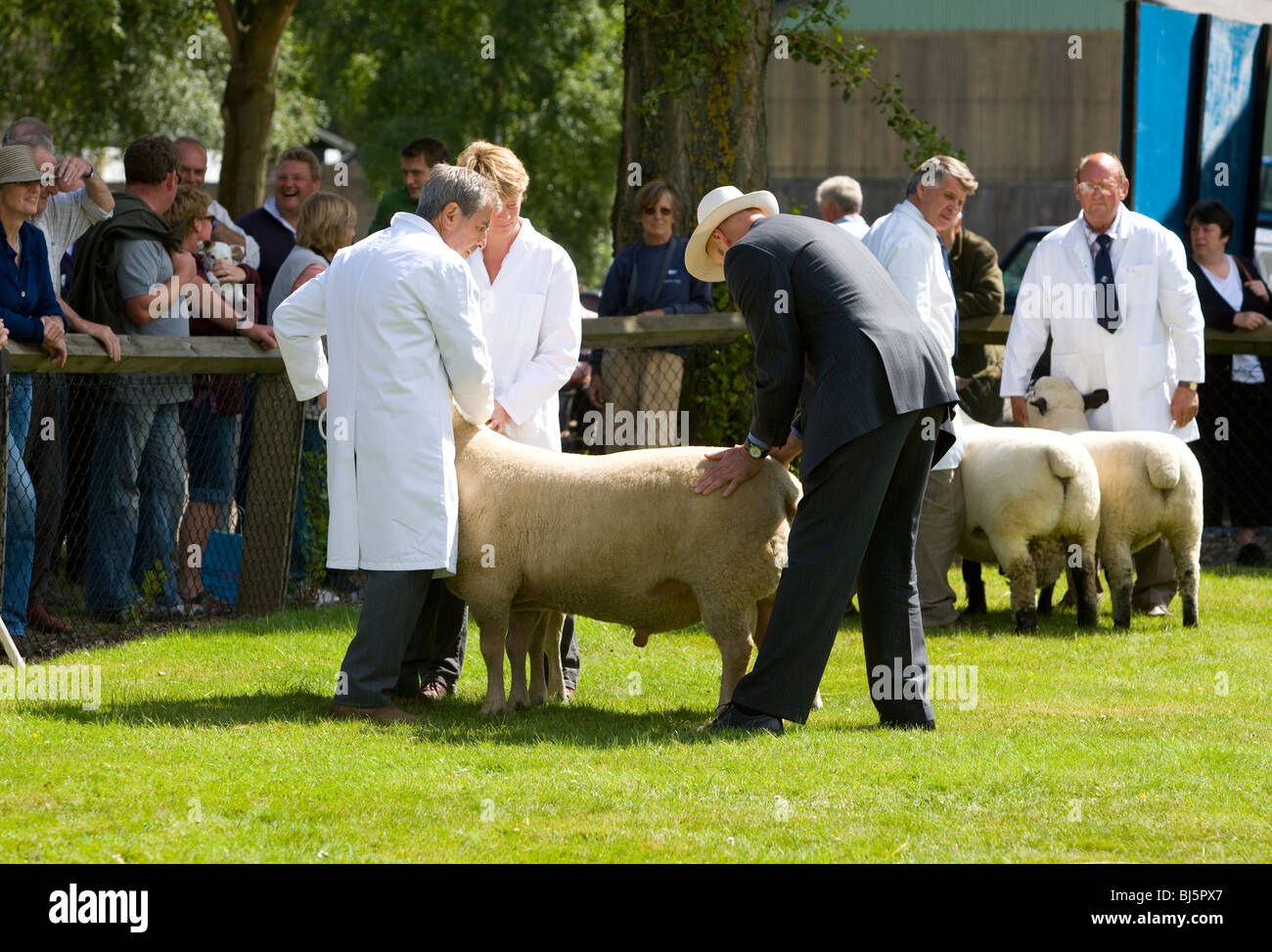 Show sheep judging showing hi-res stock photography and images - Alamy