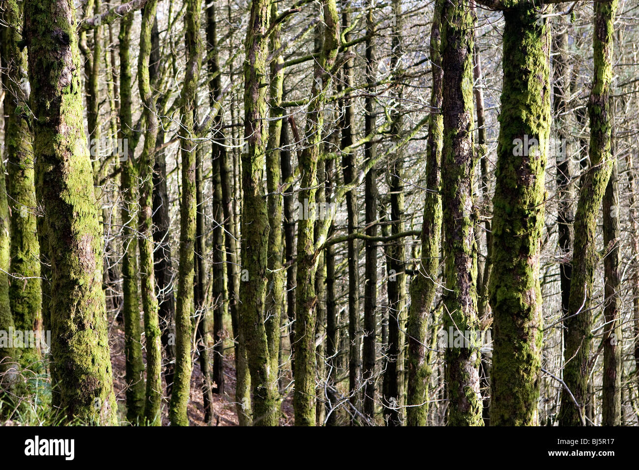 Hafod forest wales hi-res stock photography and images - Alamy