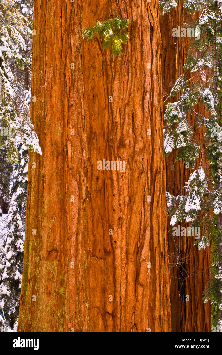 Giant Sequoias (Sequoiadendron giganteum) in winter, Giant Forest ...