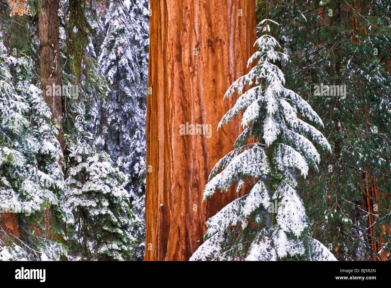 Giant Sequoia (Sequoiadendron giganteum) in winter, Giant Forest ...