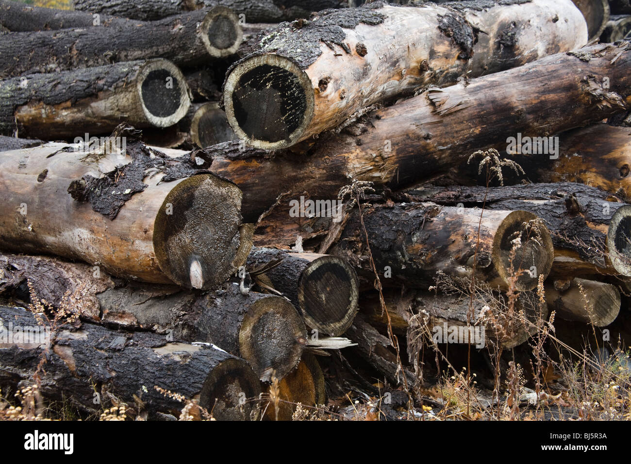 Burned Wood Log Stock Photos & Burned Wood Log Stock Images - Alamy