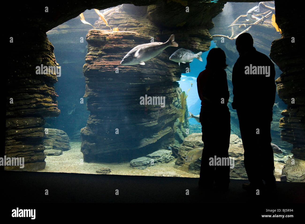 Lisbon portugal oceanarium in hi-res stock photography and images - Alamy