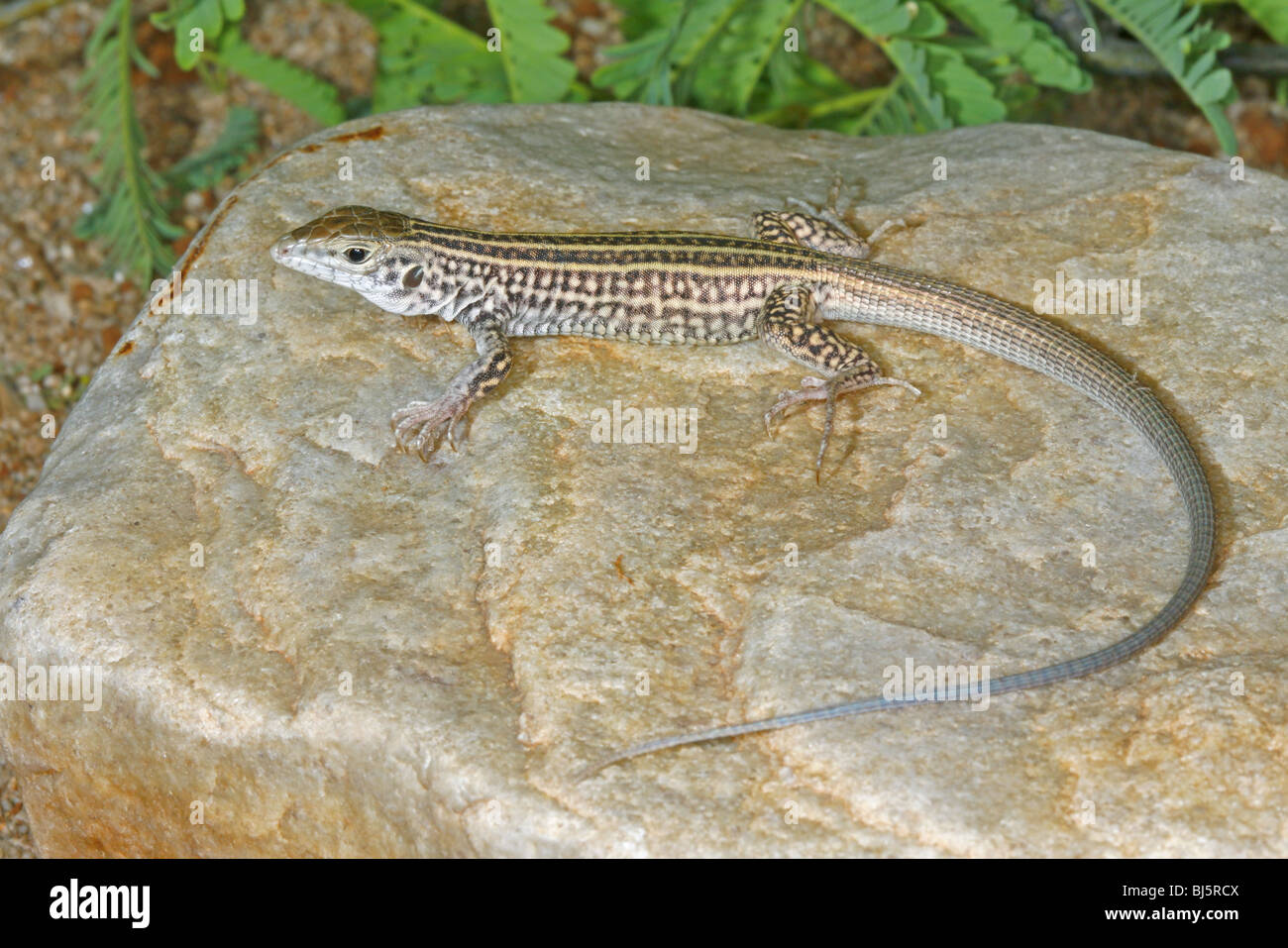 Western whiptail lizard hi-res stock photography and images - Alamy