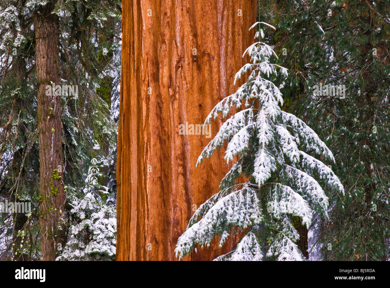 Giant Sequoia (Sequoiadendron giganteum) in winter, Giant Forest ...