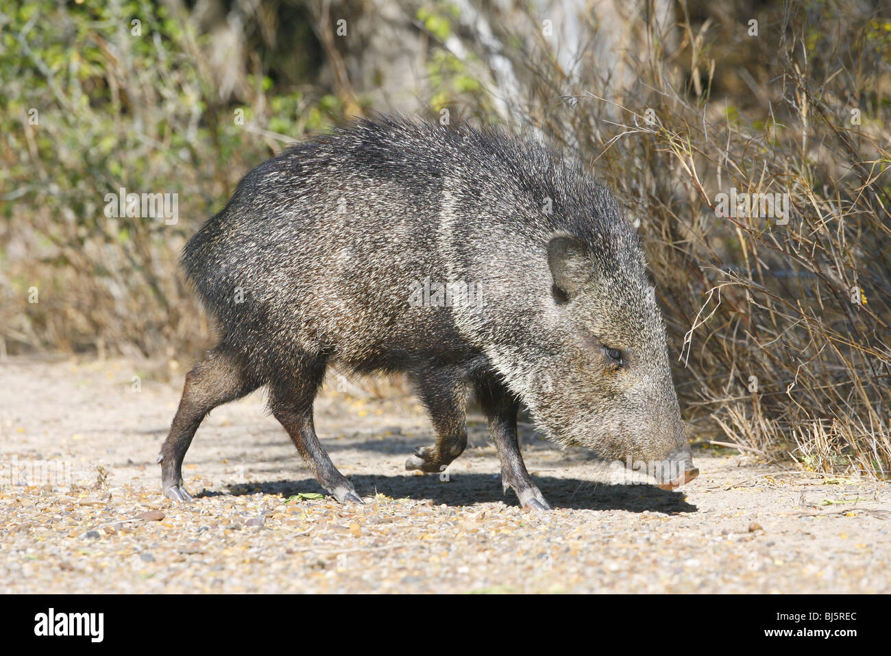 Collared Peccary or Javelina Stock Photo - Alamy