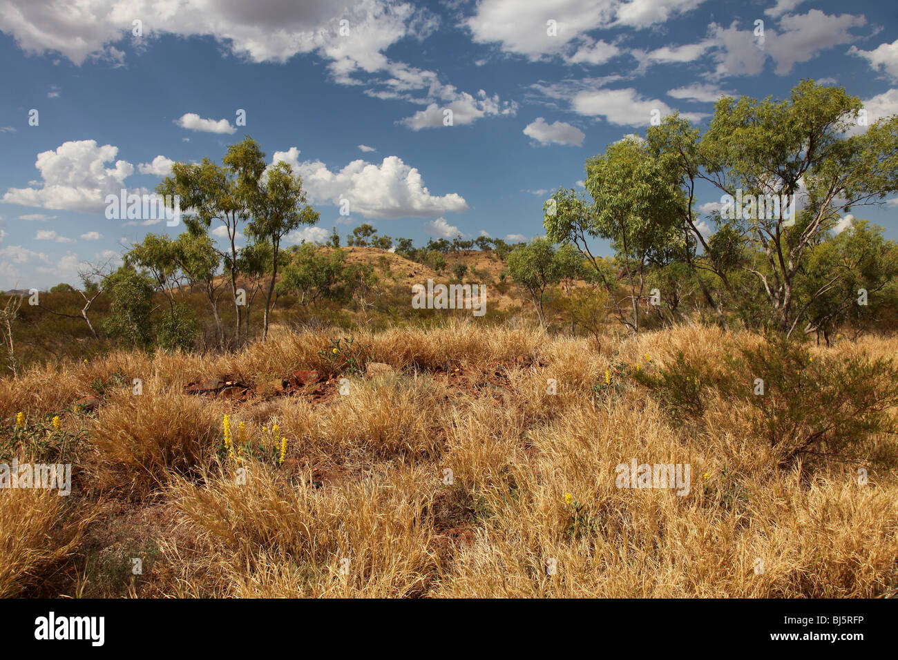 Outback landscape Queensland Australia Stock Photo - Alamy