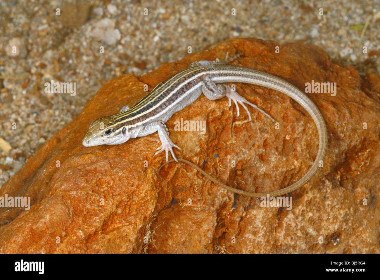 Desert Grassland Whiptail Stock Photo - Alamy