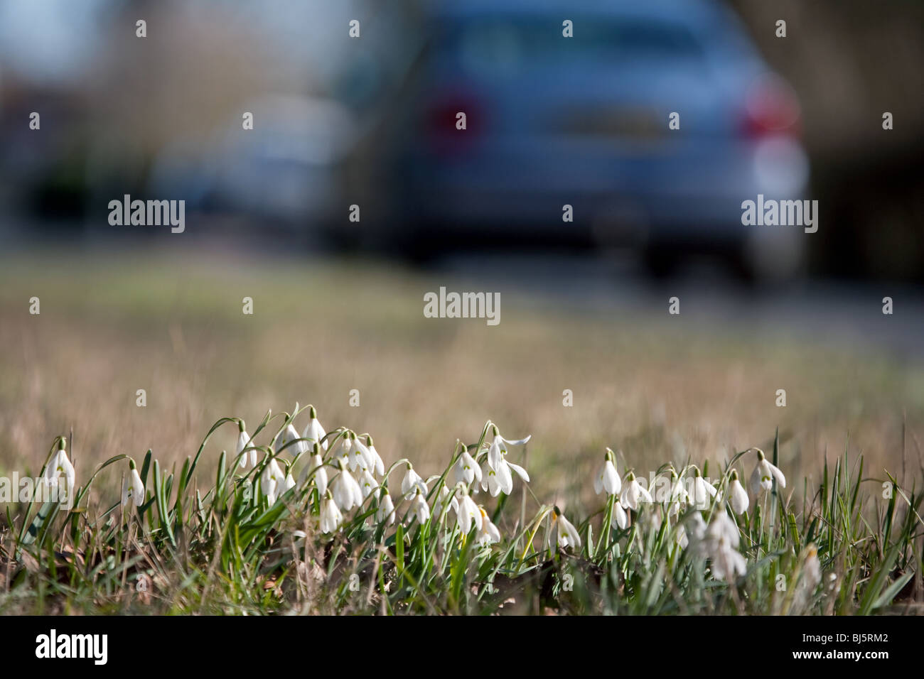 Driving in springtime, Cambridgeshire, East Anglia, UK Stock Photo - Alamy