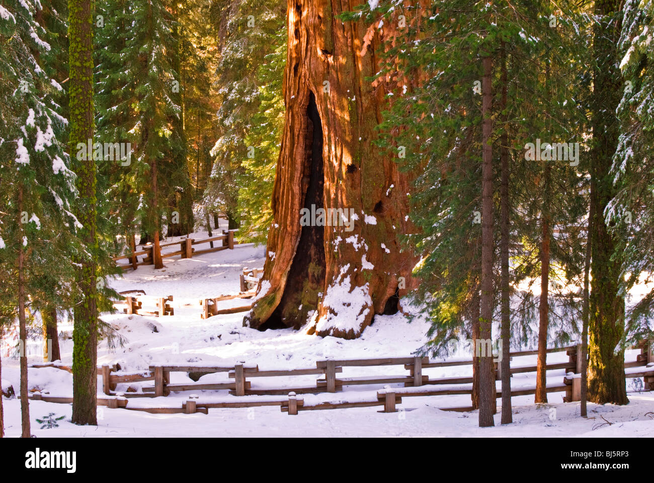 The General Sherman Giant Sequoia (Sequoiadendron giganteum) in winter, Giant Forest, Sequoia ...