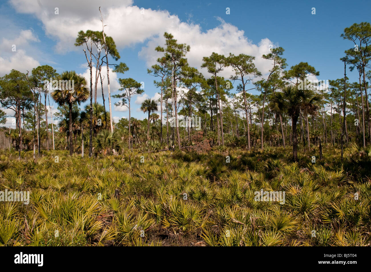Saw Palmetto (Serenoa repens) and pines, Corkscrew Swamp Sanctuary ...