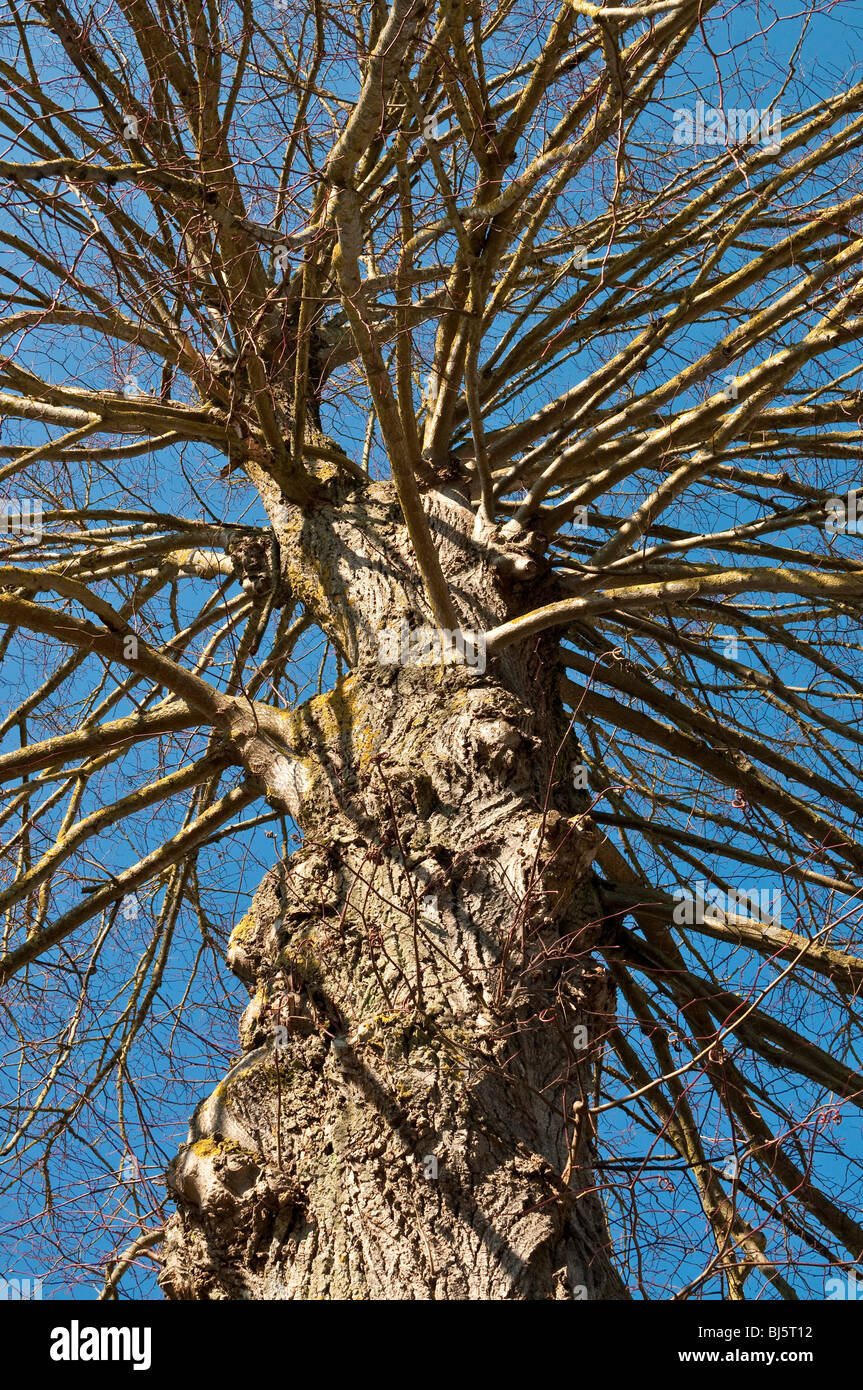 Pollarded Lime / Tilleul / Linden / tree - France Stock Photo - Alamy