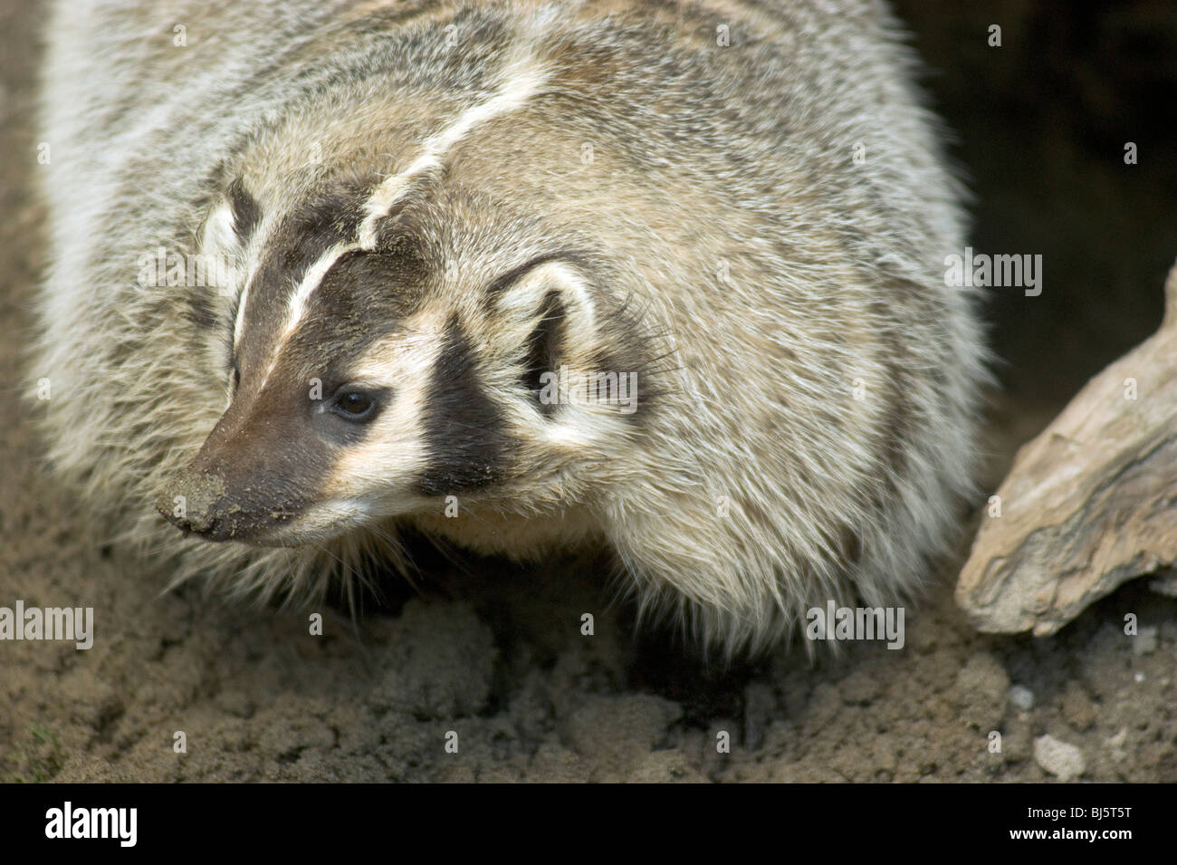 Wildlife indigenous to Pacific Northwest, Washington State, United ...