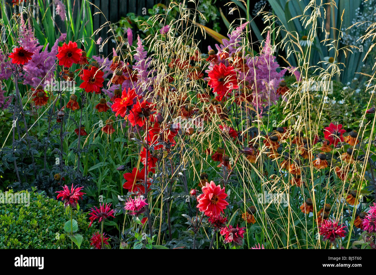 Close up of a colourful flower border Stock Photo - Alamy