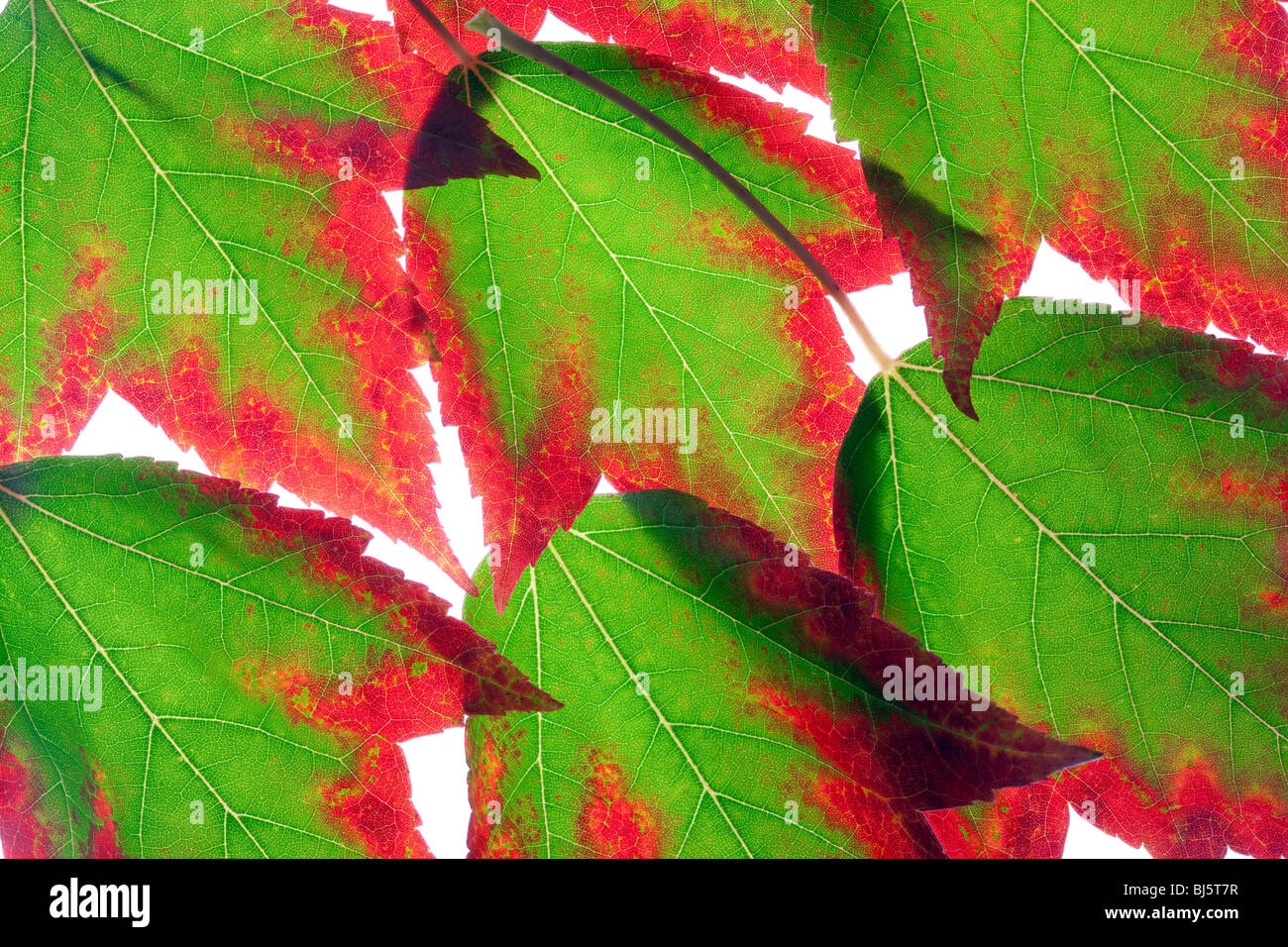 Back lit fall colored maple leaves. Wilsonville, OR Stock Photo - Alamy