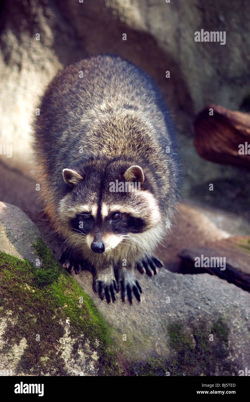 Raccoon coat hi-res stock photography and images - Alamy