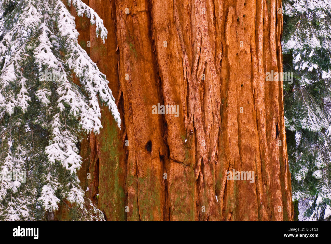 Giant Sequoia (Sequoiadendron giganteum) in winter, Giant Forest ...
