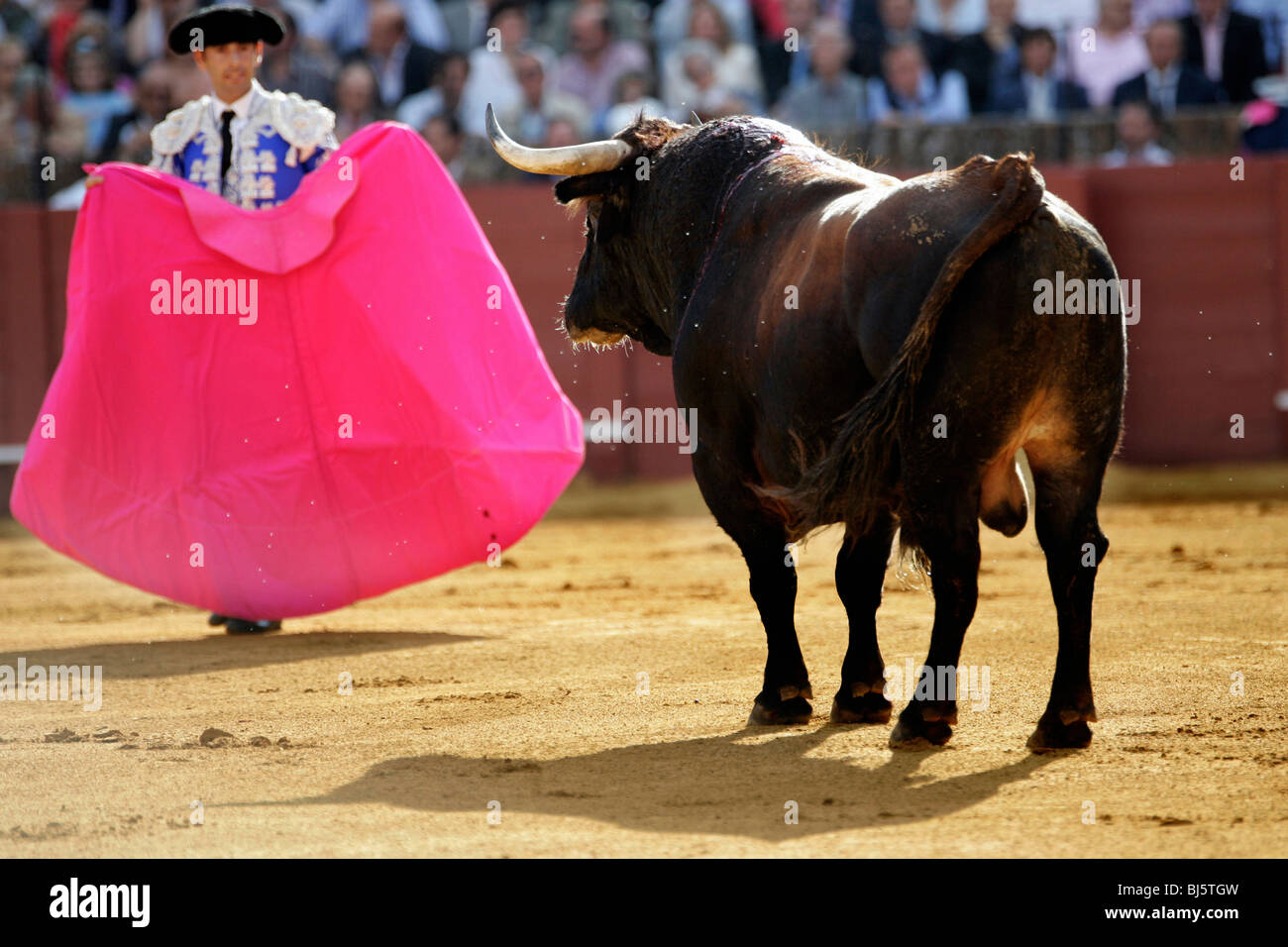 Matador provoking a bull, Seville, Spain Stock Photo - Alamy
