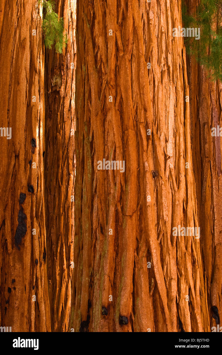 California sequoias tree detail hi-res stock photography and images - Alamy