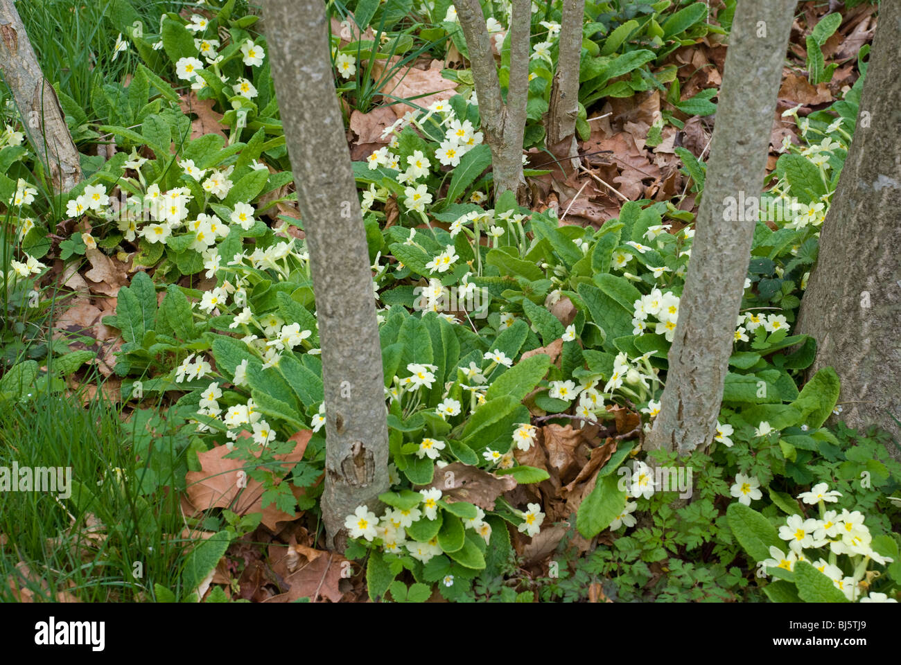 yellow primroses in woods Stock Photo - Alamy