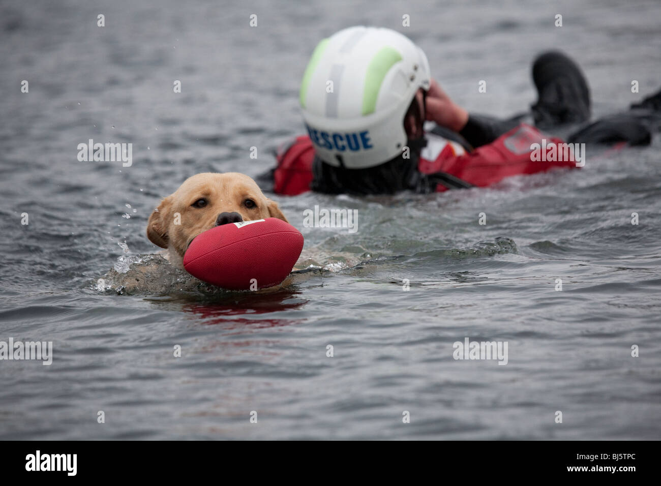 Fire service water rescue dog training Stock Photo - Alamy