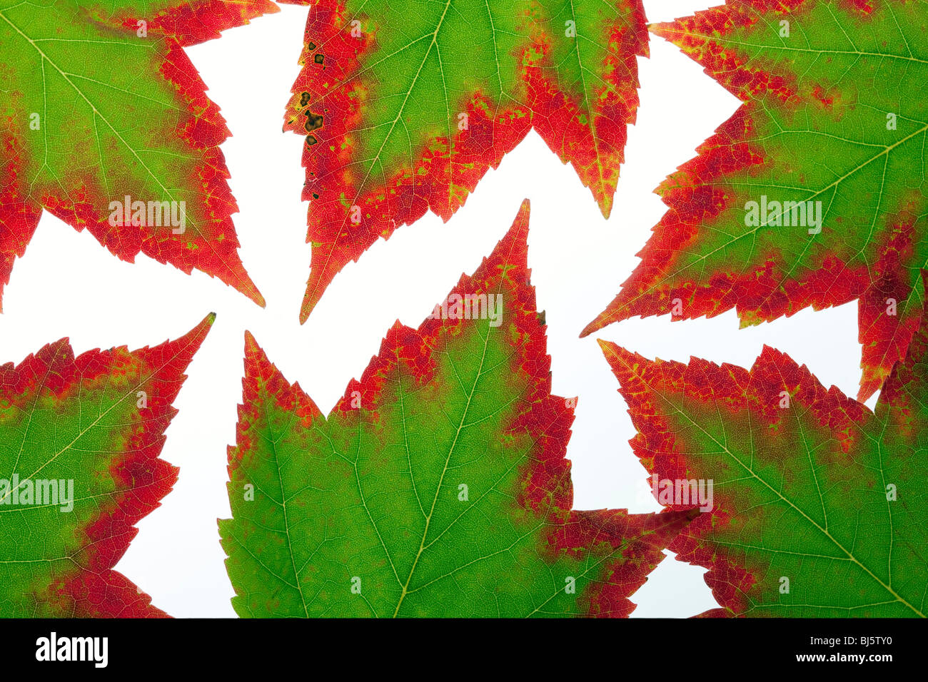 Maple leaves backlit hi-res stock photography and images - Alamy