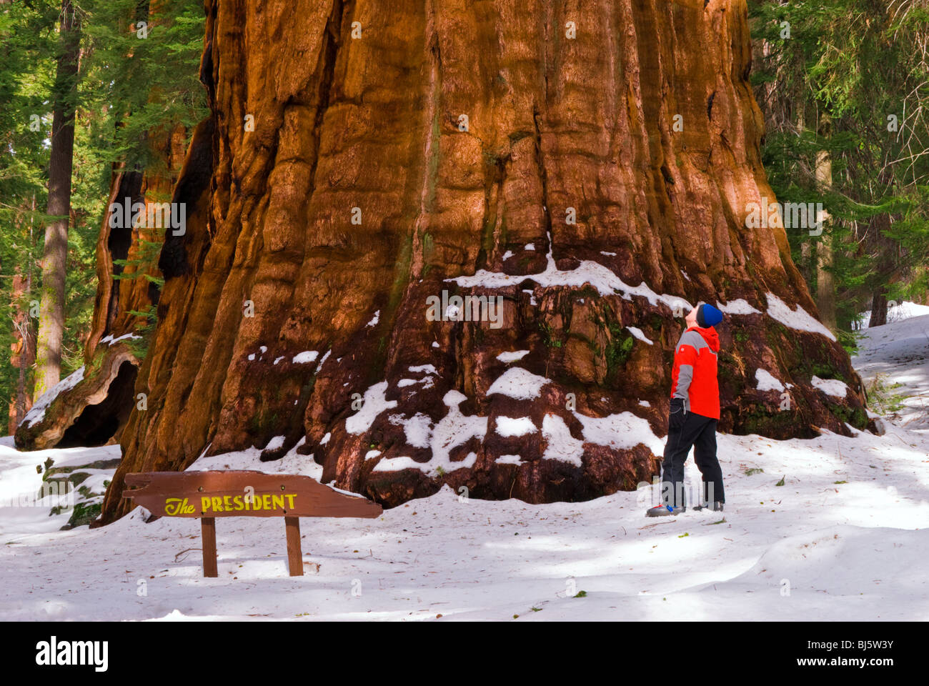Backcountry skier at the President Giant Sequoia, Giant Forest, Sequoia ...