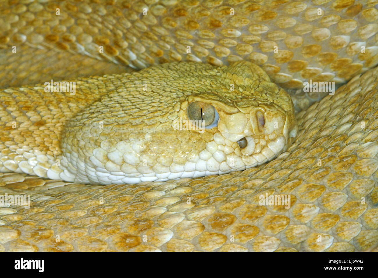 Diamondback rattlesnake fang hi-res stock photography and images - Alamy