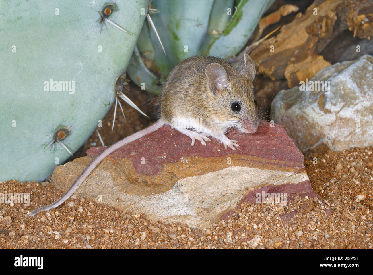 Western Harvest Mouse Stock Photo - Alamy