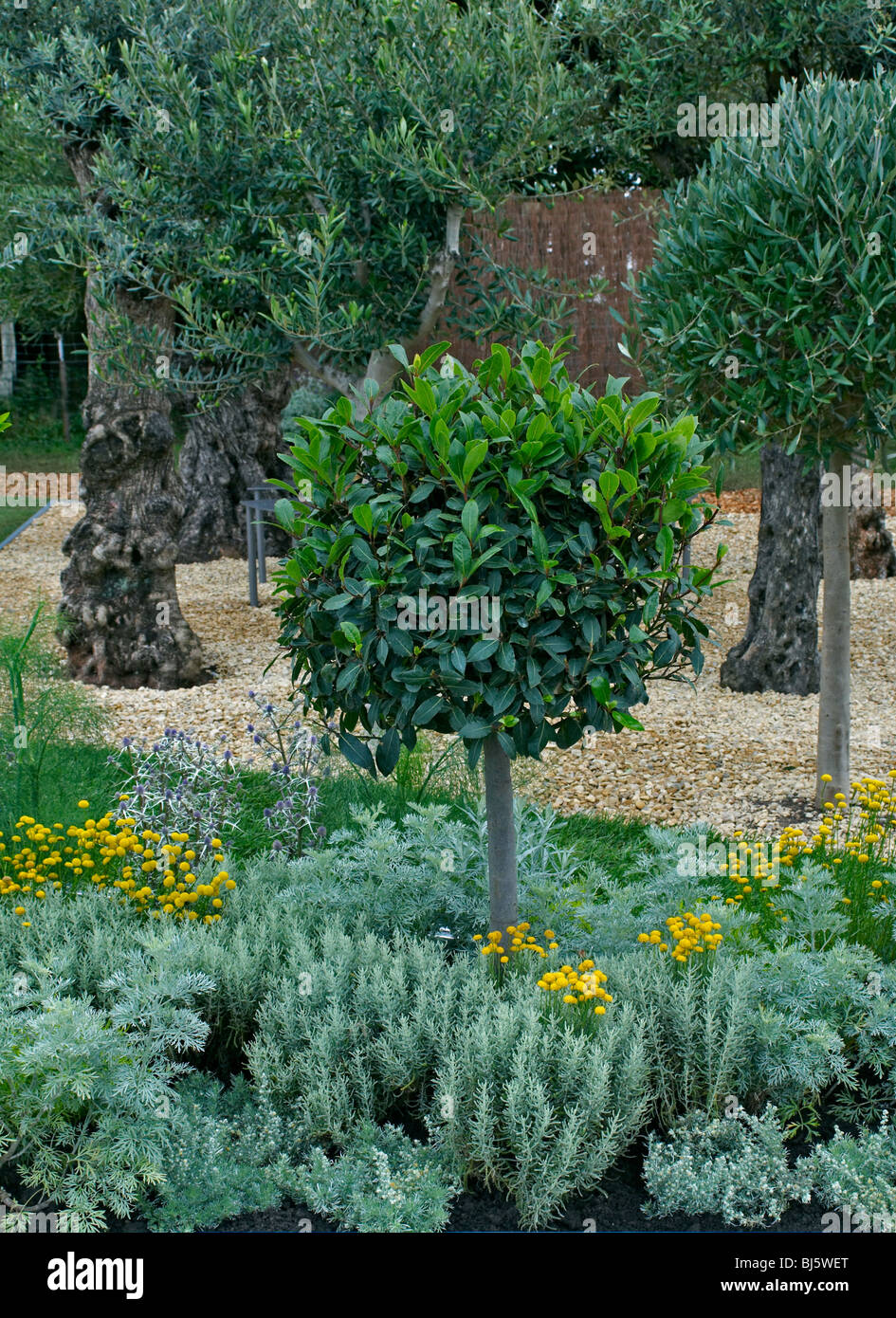 A Thyme garden with herbs and olive trees Stock Photo - Alamy