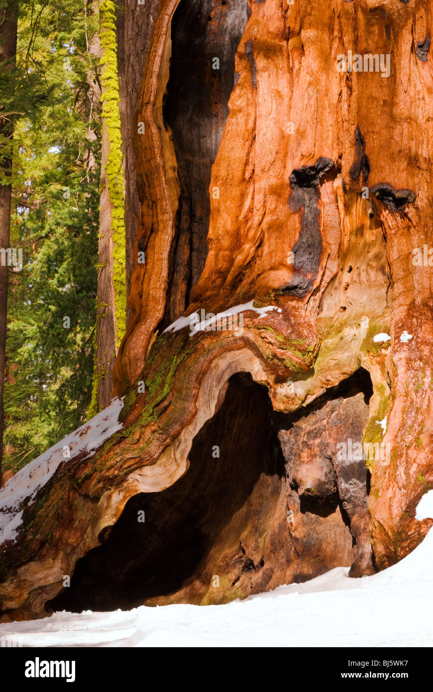 Giant Sequoias (Sequoiadendron giganteum) in winter, Giant Forest, Sequoia National Park ...