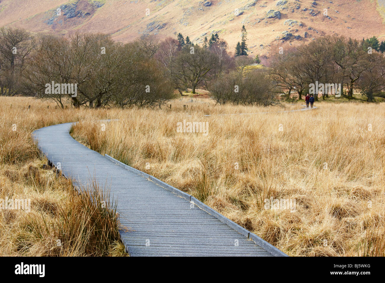Boardwalk to Manesty at the southern end of Derwentwater in the Lake ...