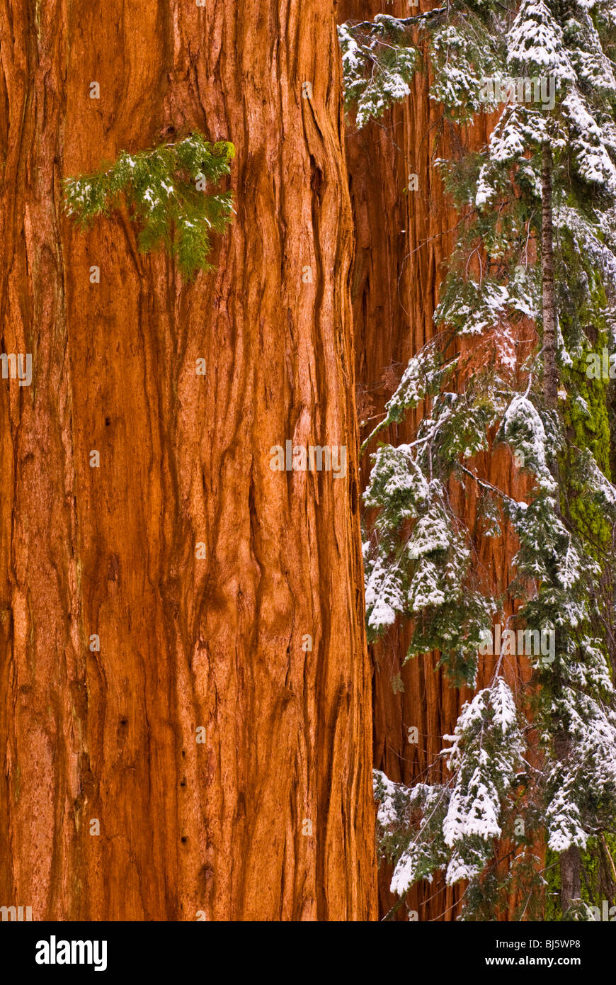 Giant Sequoias (Sequoiadendron giganteum) in winter, Giant Forest ...