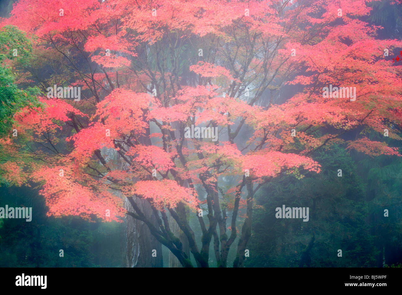 Fall maple tree in fog. Portland Japanese Gardens. Oregon Stock Photo ...