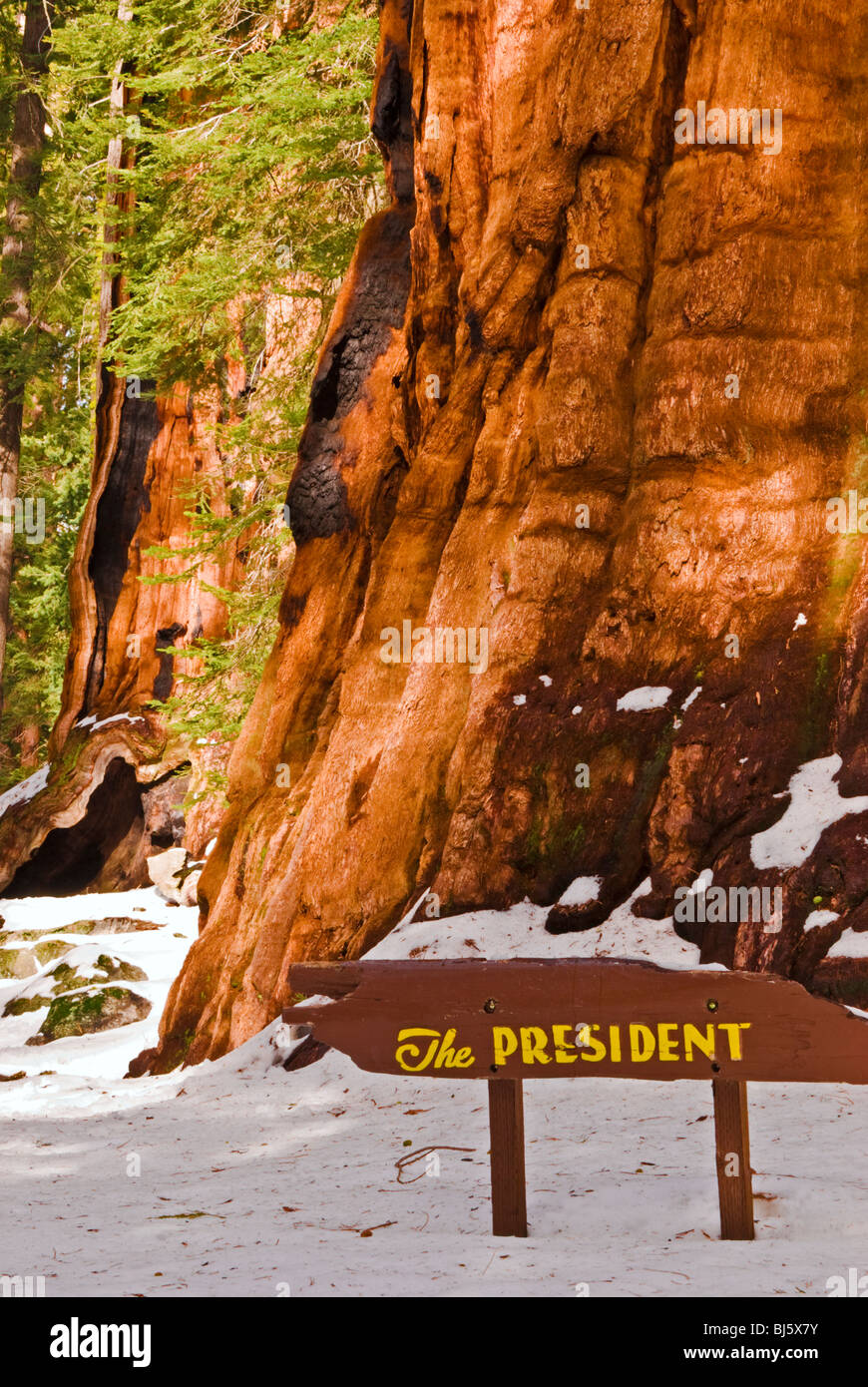 The President Giant Sequoia in winter, Giant Forest, Sequoia National ...