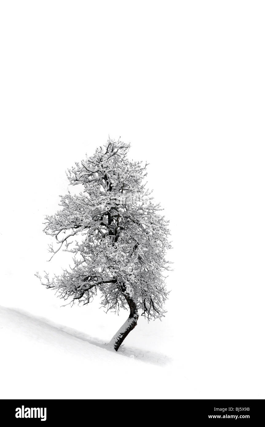 Lone tree in the snowy winter landscape Stock Photo - Alamy