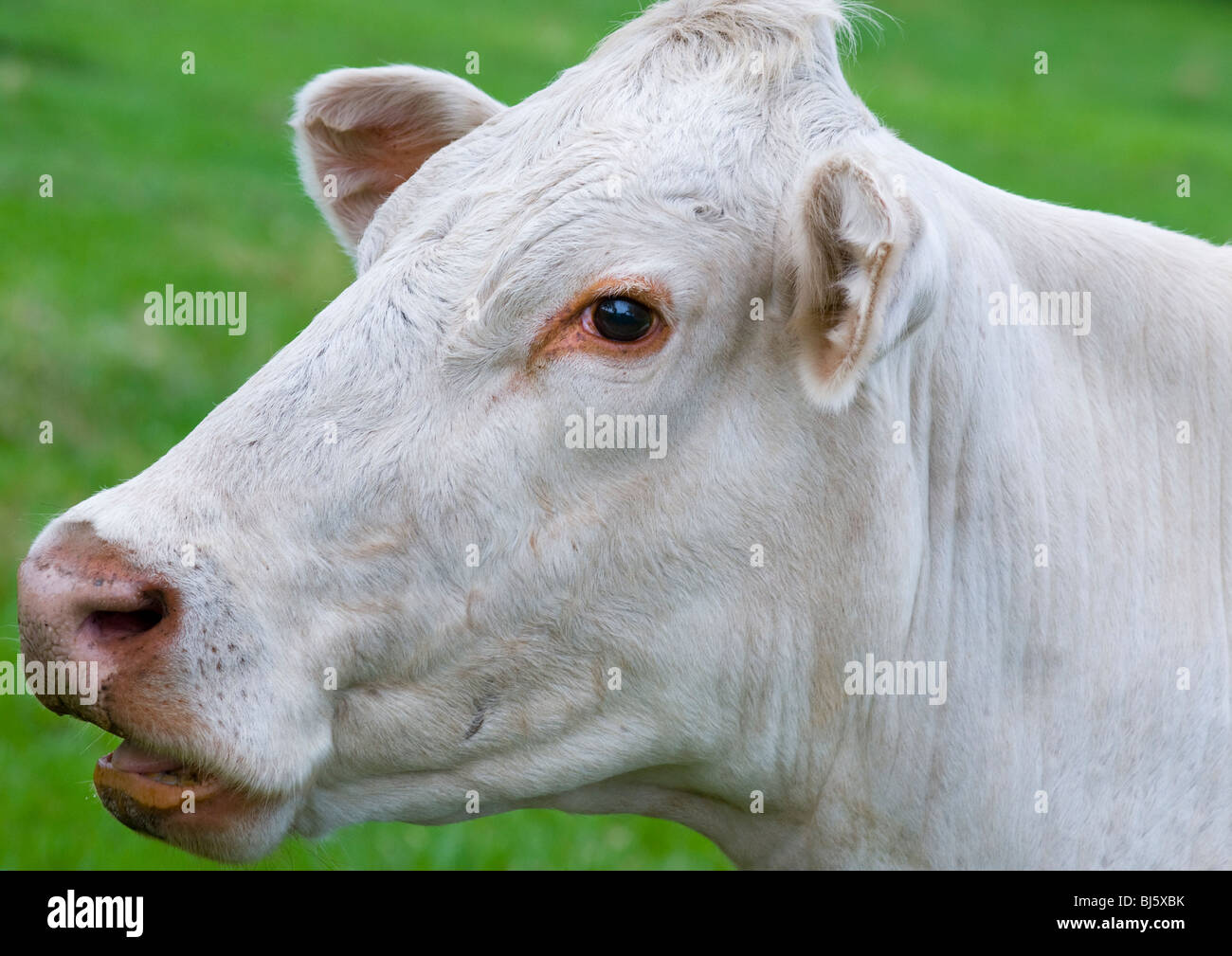 The cow hi-res stock photography and images - Alamy
