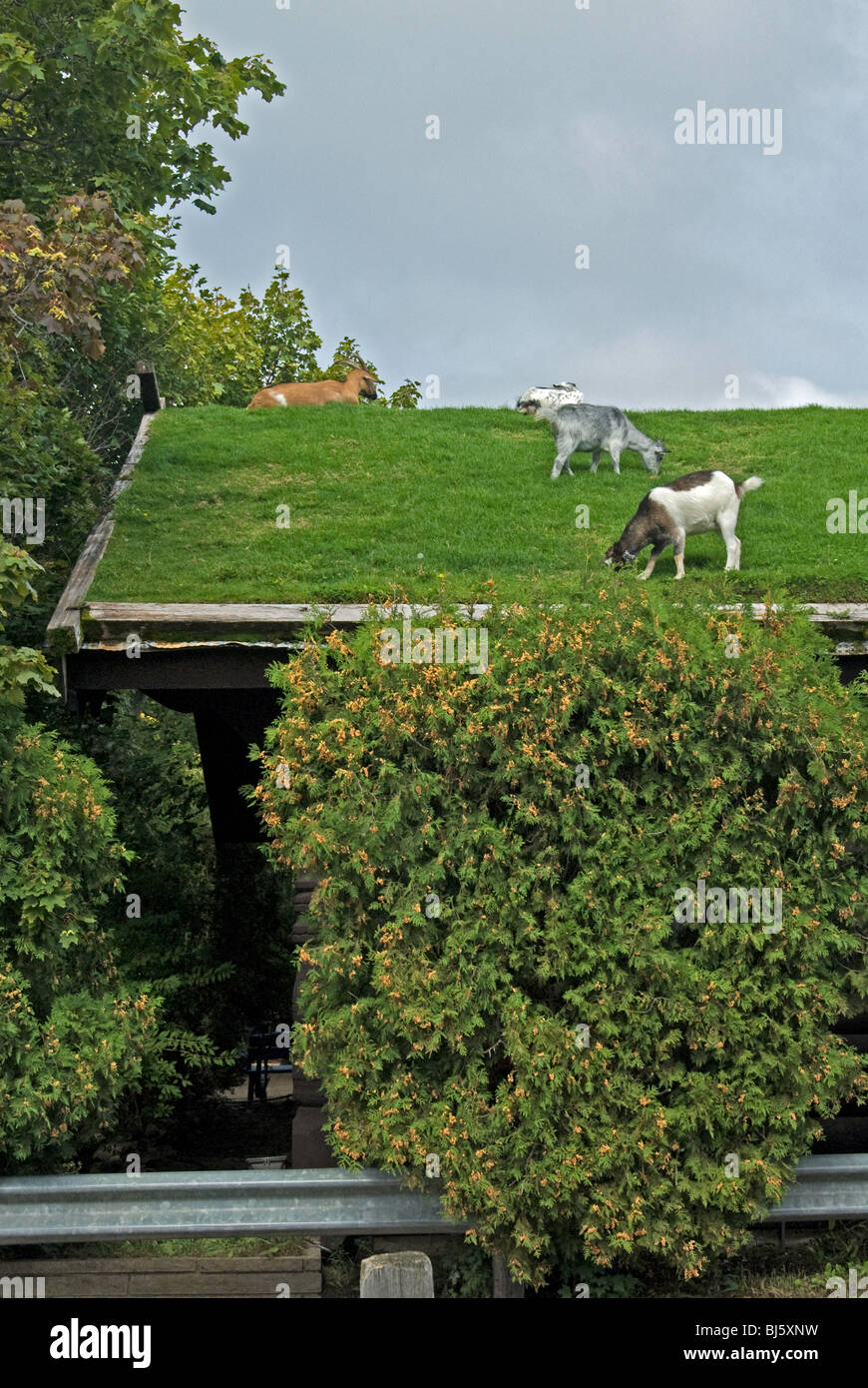 Green Grass Roof with Goats used for mowing Stock Photo - Alamy