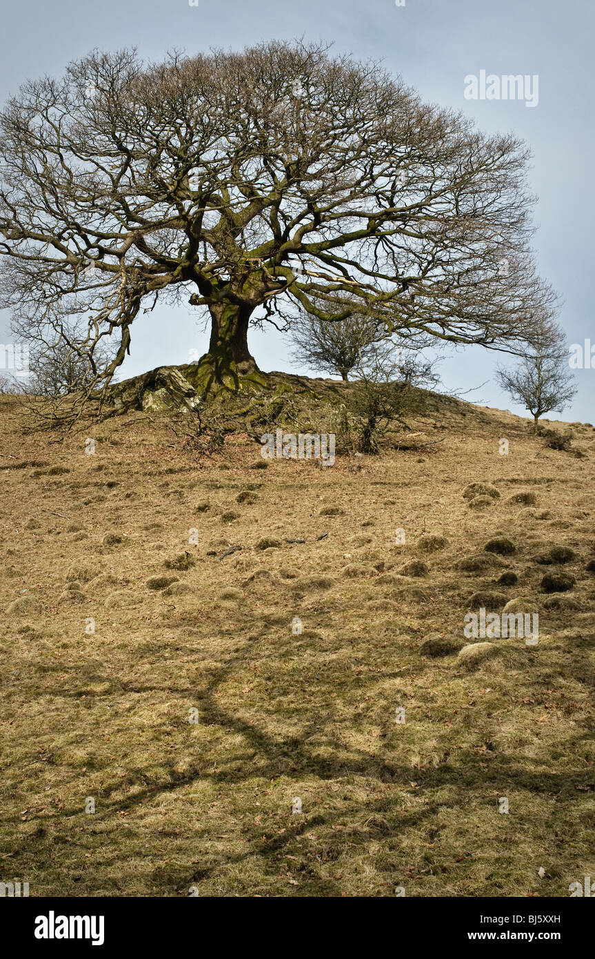 Leafless Oak Tree High Resolution Stock Photography and Images - Alamy