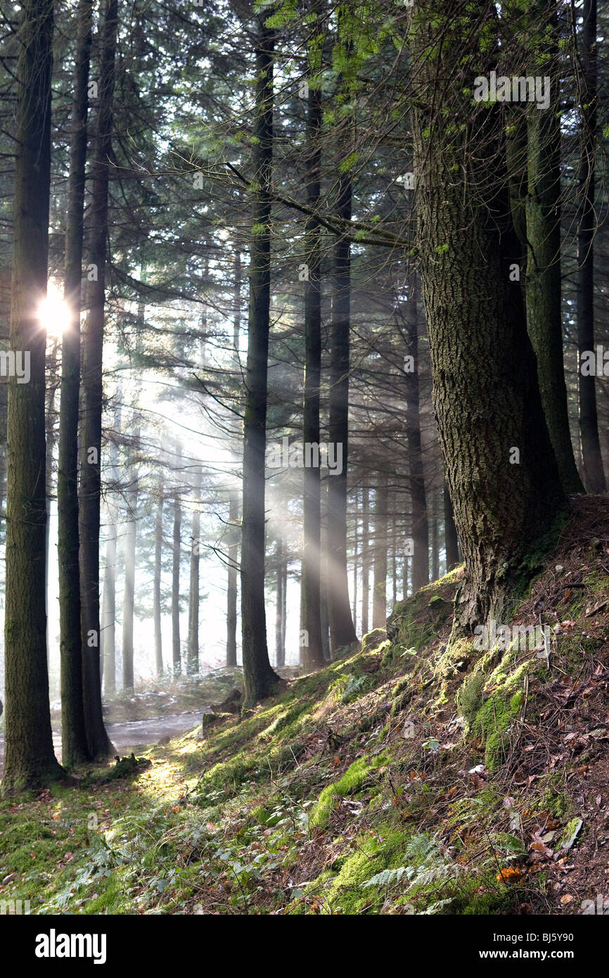 Hafod forest hi-res stock photography and images - Alamy