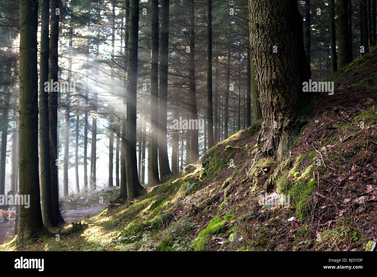 Bright sun behind the trees in the Hafod estate in Wales Stock Photo ...