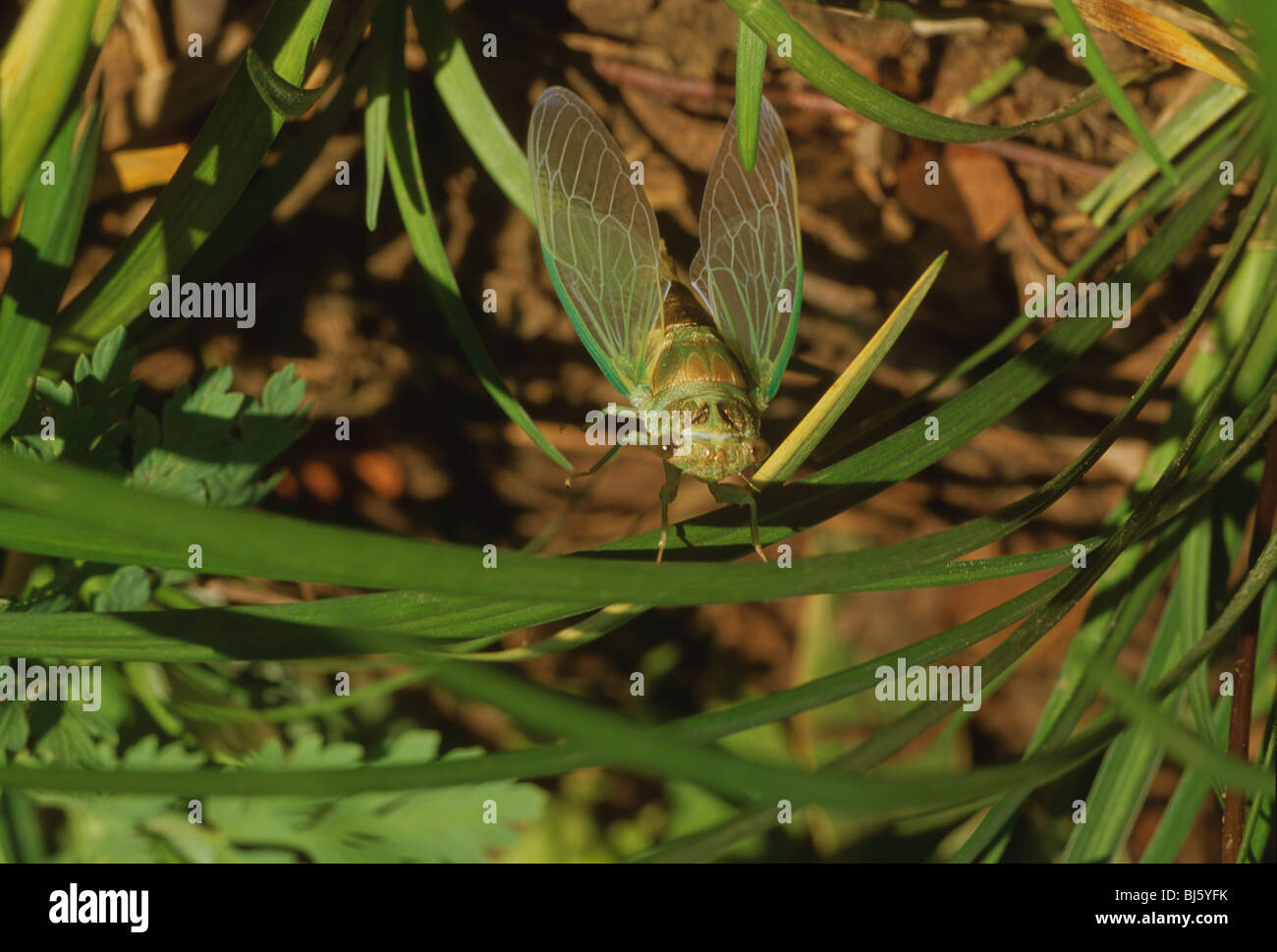 Cicada emerging form shell Stock Photo - Alamy
